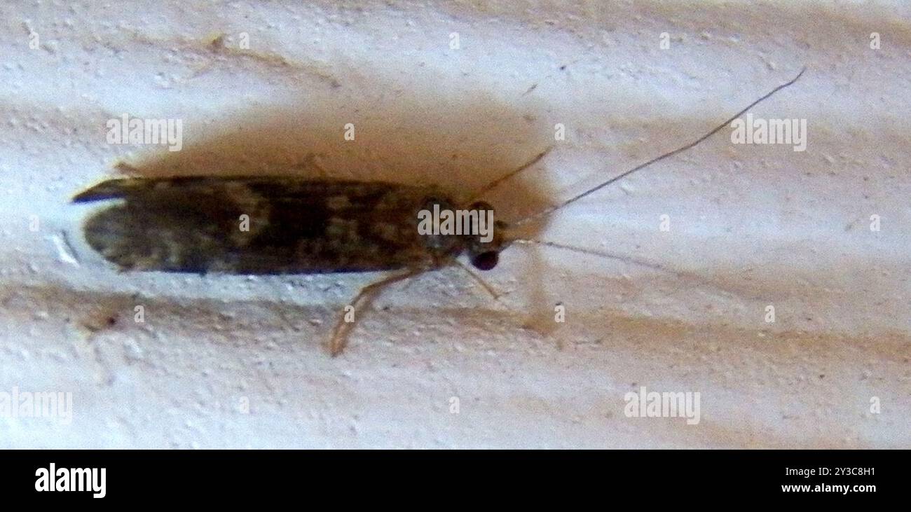 Net-spinning Caddisflies (Hydropsychidae) Insecta Stock Photo - Alamy