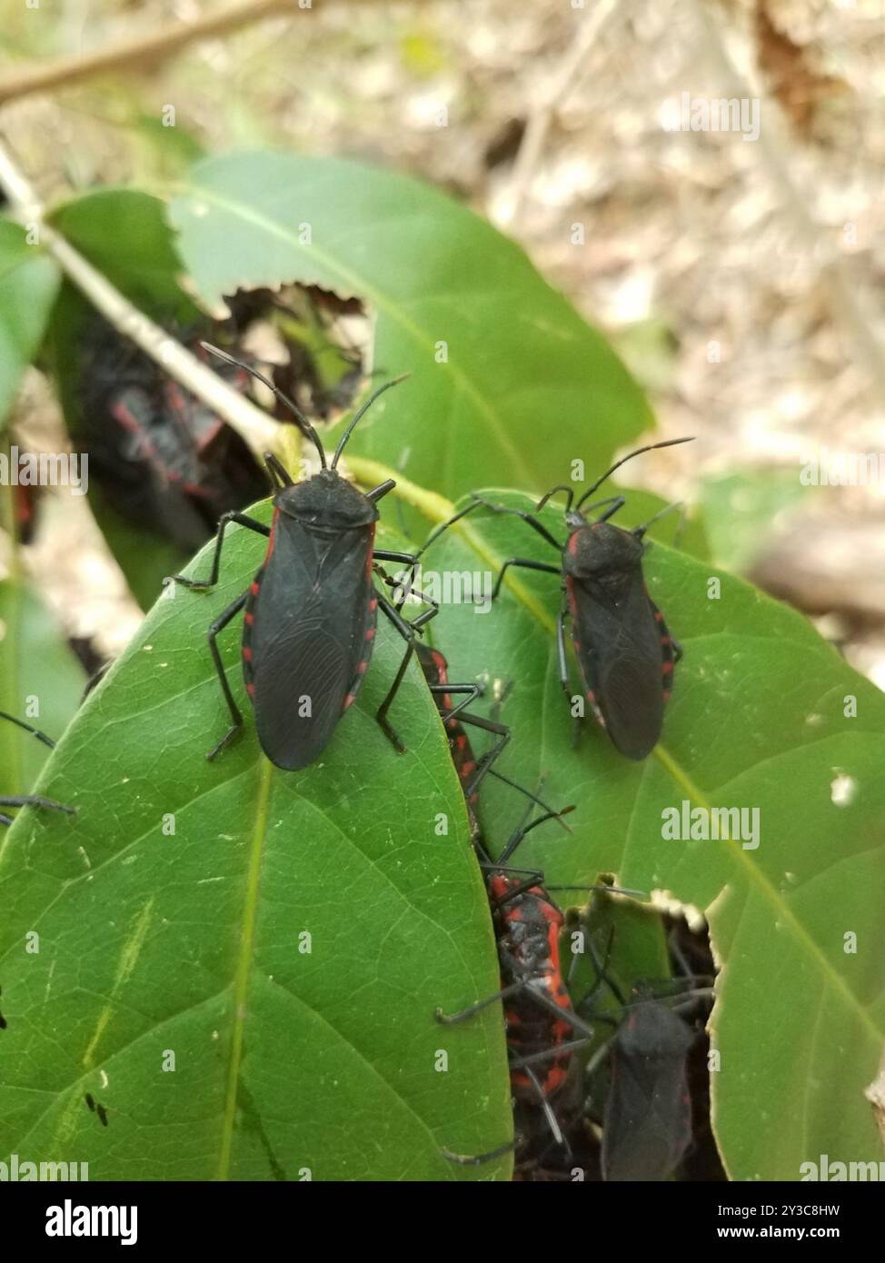Sephina hi-res stock photography and images - Alamy