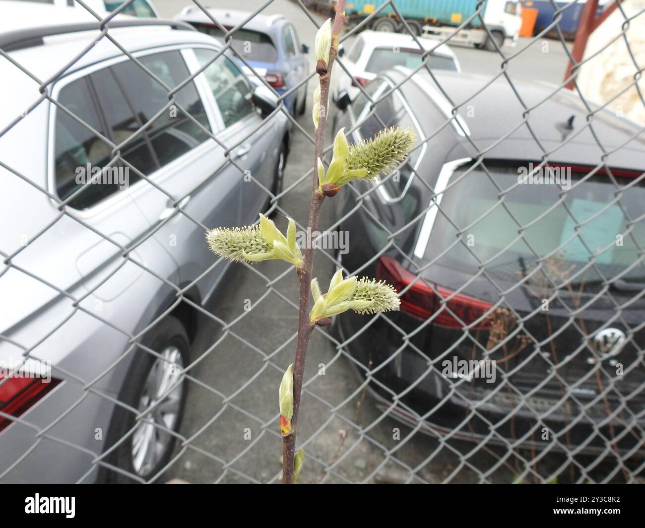 goat willow (Salix caprea) Plantae Stock Photo - Alamy