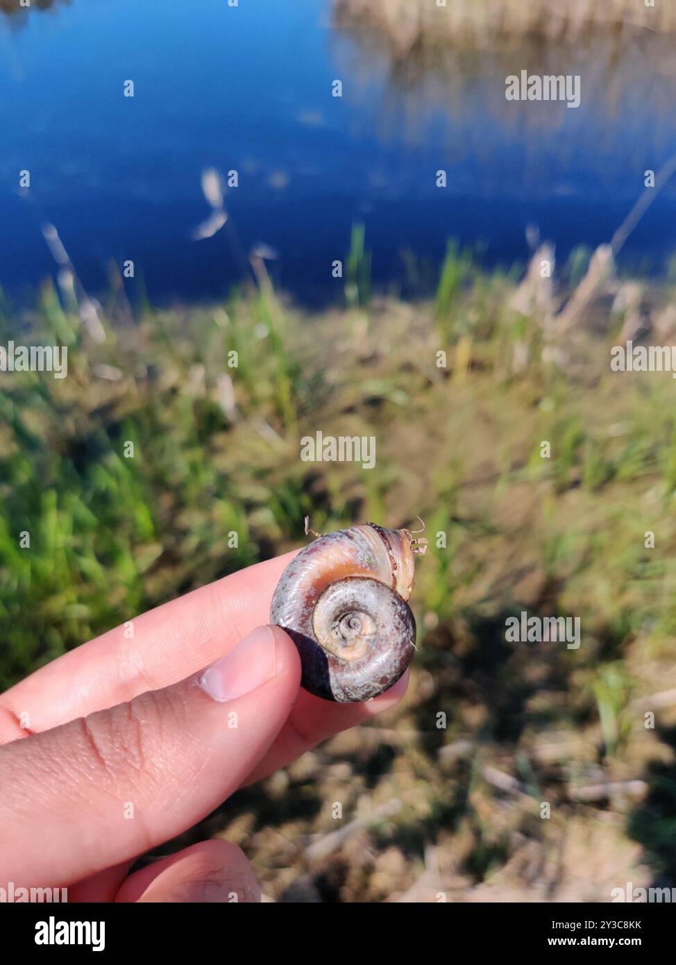 Great Ram's-horn (Planorbarius corneus) Mollusca Stock Photo - Alamy