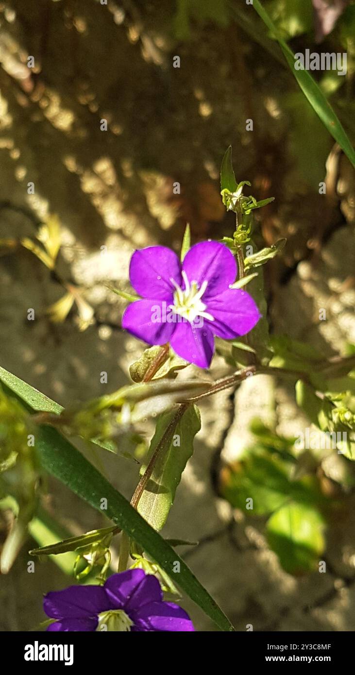 Common Venus'-looking-glass (Legousia speculum-veneris) Plantae Stock ...