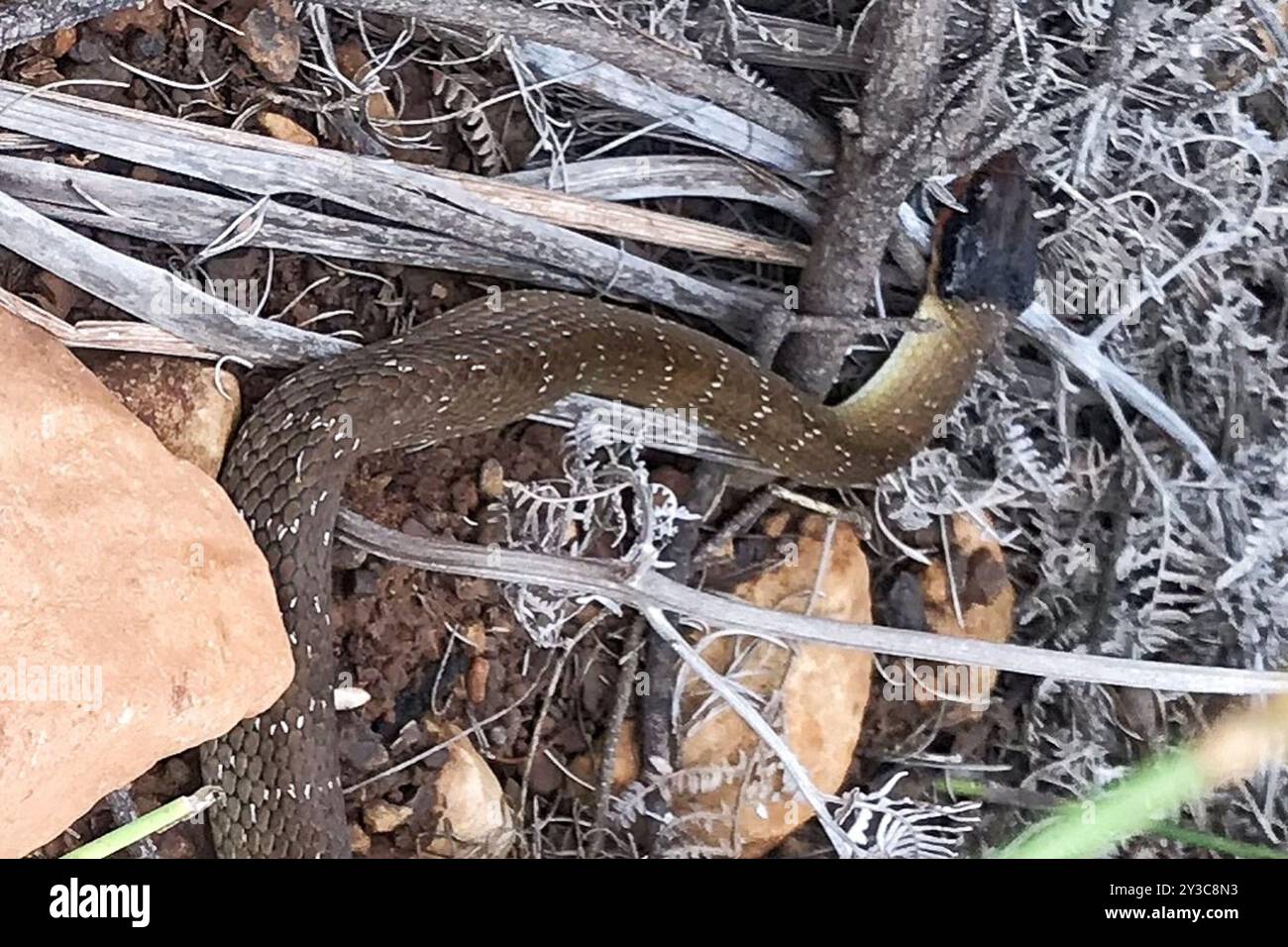 Red-lipped Snake (Crotaphopeltis hotamboeia) Reptilia Stock Photo - Alamy