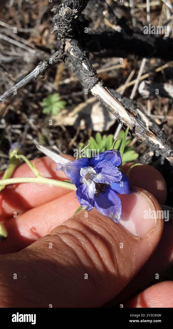 Low Larkspur (Delphinium bicolor) Plantae Stock Photo - Alamy