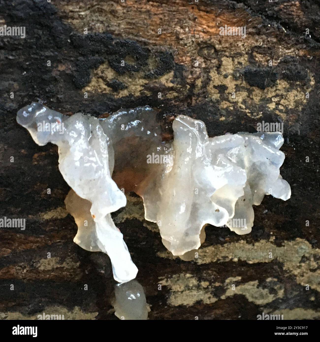 snow fungus (Tremella fuciformis) Fungi Stock Photo - Alamy