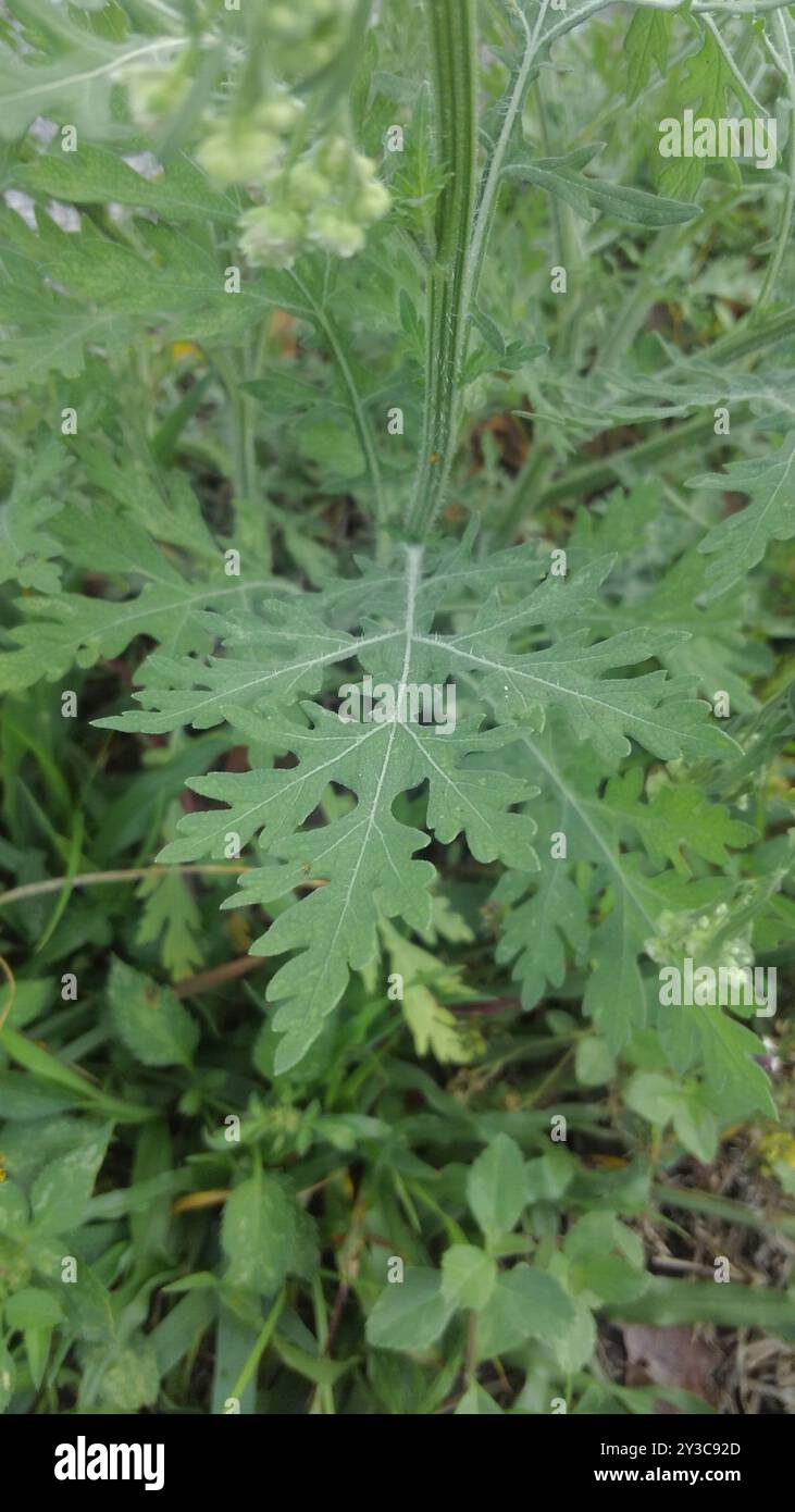Santa Maria feverfew (Parthenium hysterophorus) Plantae Stock Photo - Alamy