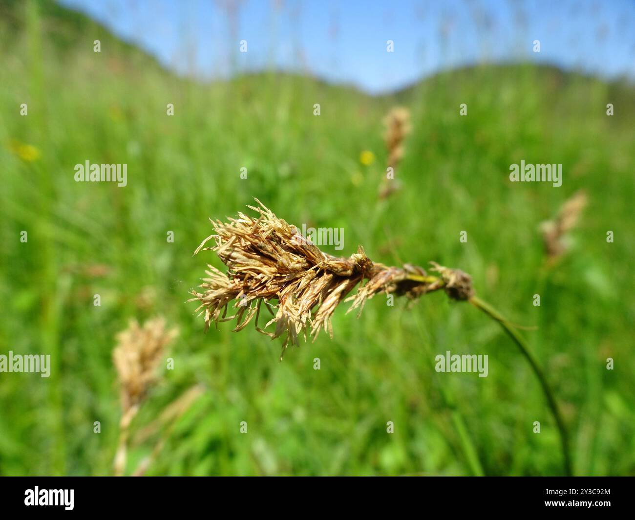 brown sedge (Carex disticha) Plantae Stock Photo - Alamy