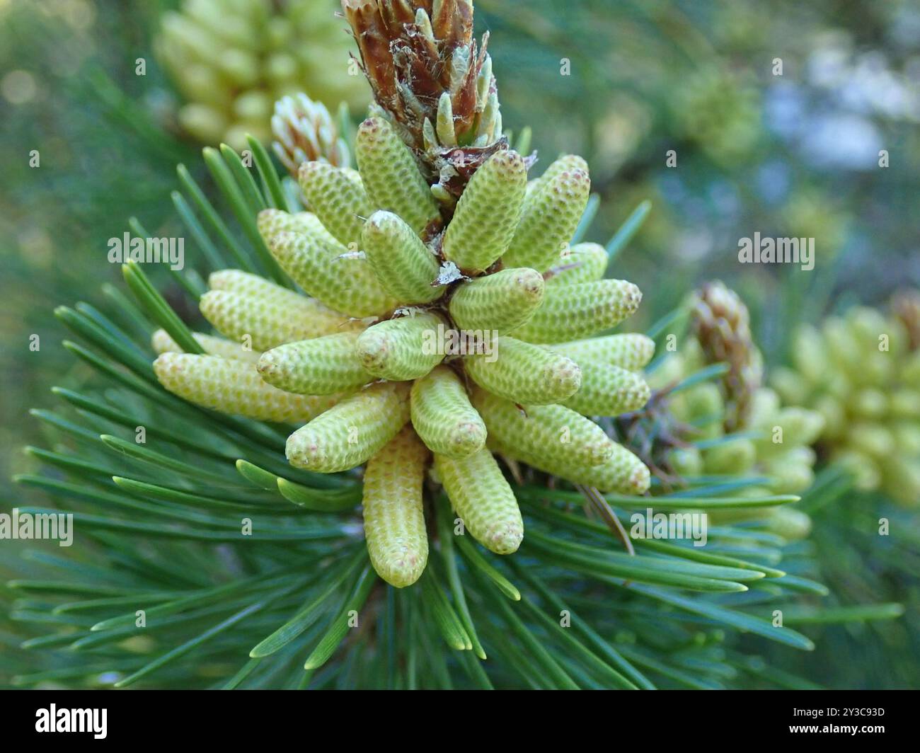 Shore Pine (Pinus contorta contorta) Plantae Stock Photo - Alamy