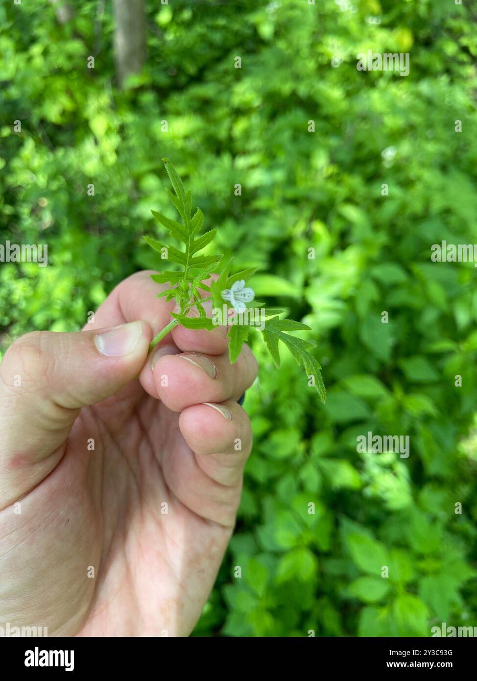 Aunt Lucy (Ellisia nyctelea) Plantae Stock Photo - Alamy