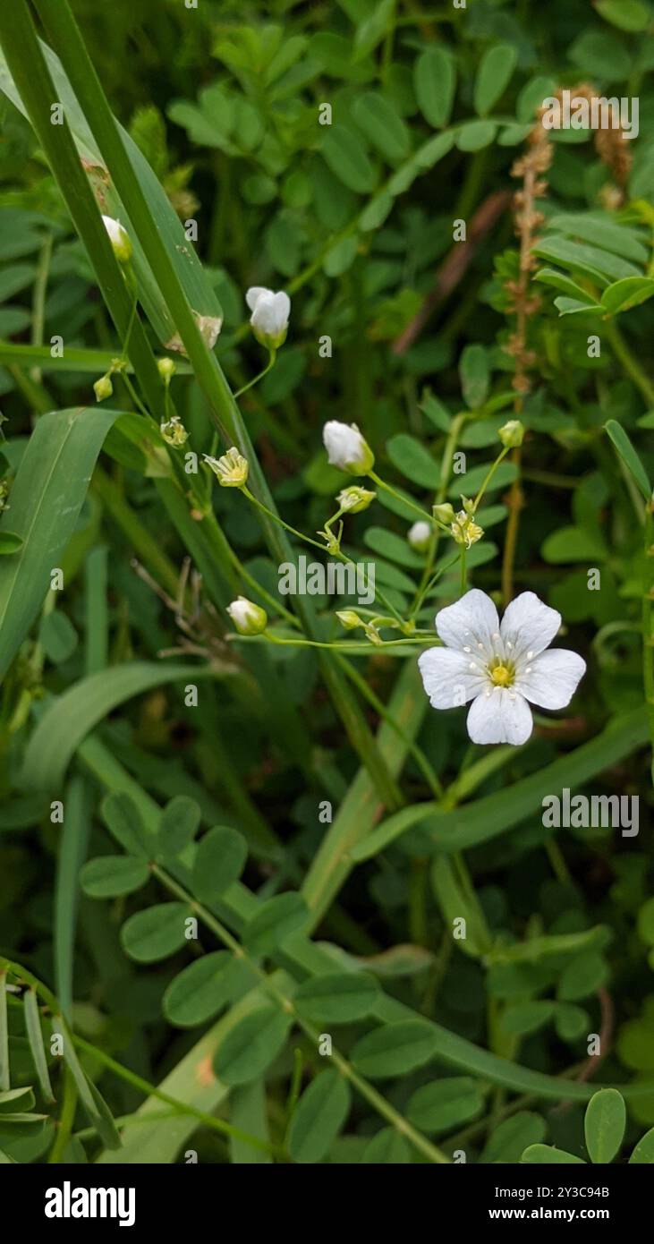 flowering plants (Angiospermae) Plantae Stock Photo - Alamy