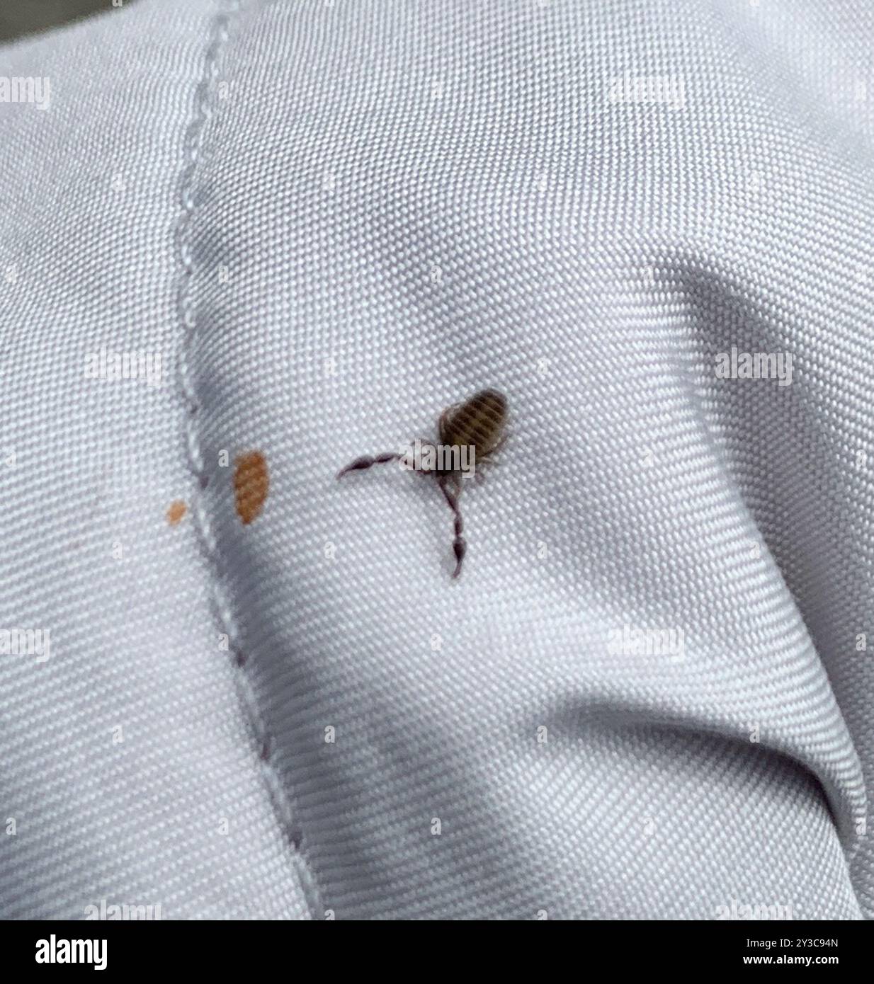 House Pseudoscorpion (Chelifer cancroides) Arachnida Stock Photo - Alamy