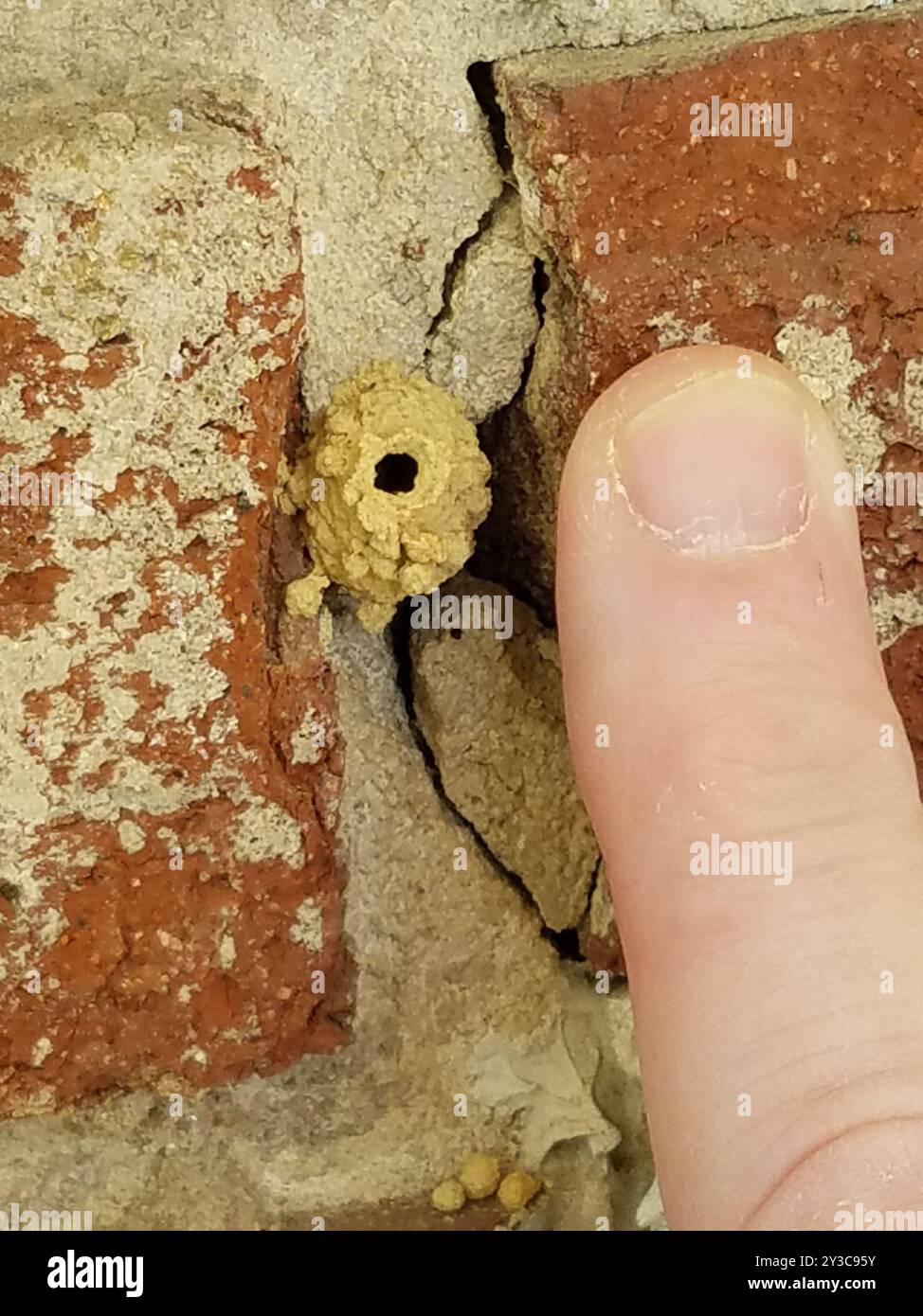 Typical Potter Wasps (Eumenes) Insecta Stock Photo - Alamy