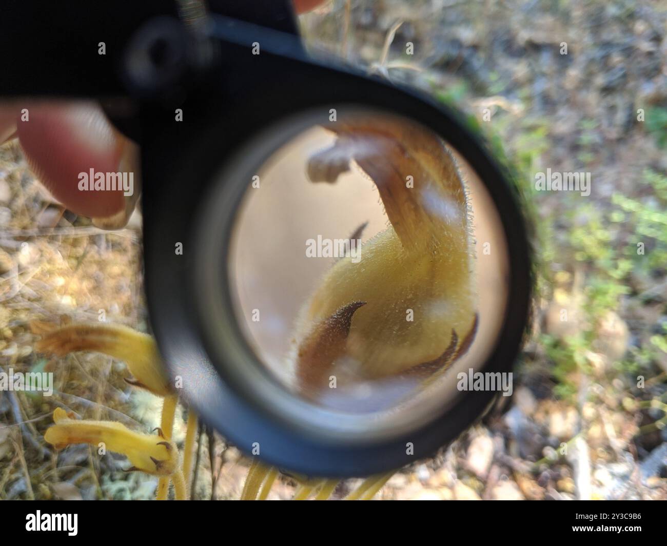 yellow clustered broomrape (Aphyllon franciscanum) Plantae Stock Photo ...