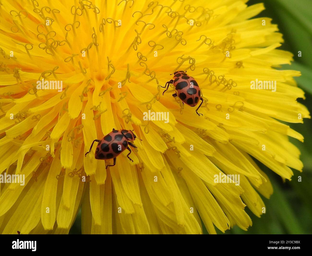 Spotted Pink Lady Beetle (Coleomegilla maculata) Insecta Stock Photo ...