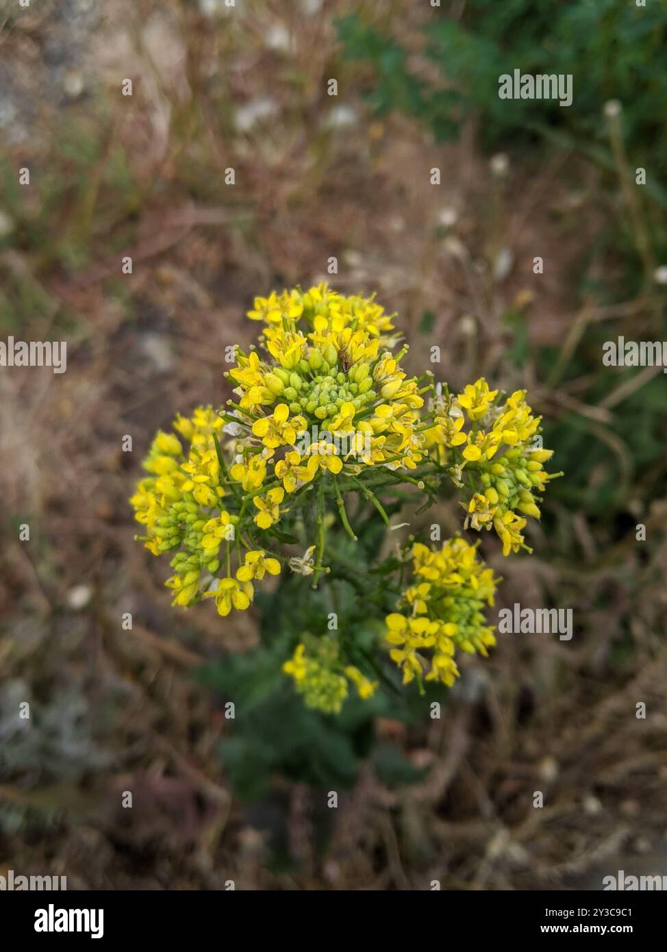 False London-rocket (Sisymbrium loeselii) Plantae Stock Photo - Alamy