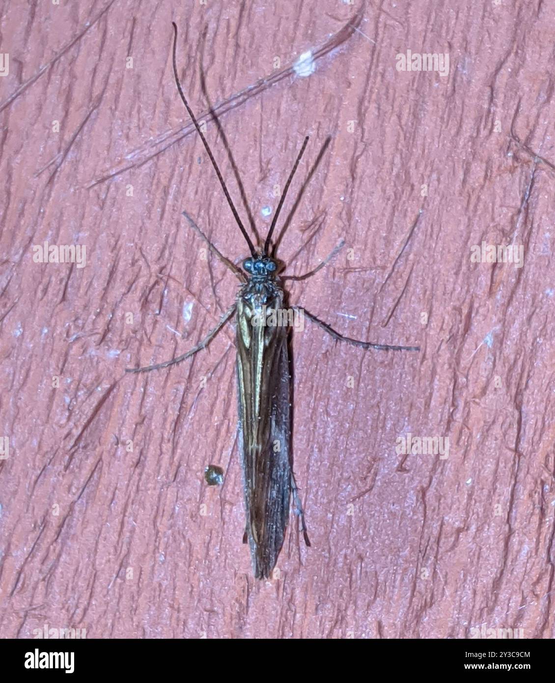 Northern Caddisflies (Limnephilidae) Insecta Stock Photo - Alamy