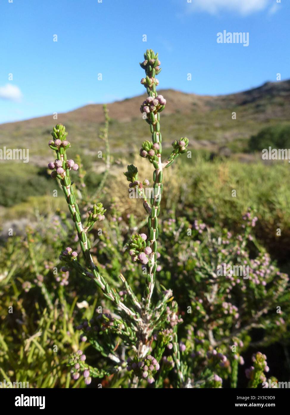 Autumn Heather (Erica manipuliflora) Plantae Stock Photo - Alamy