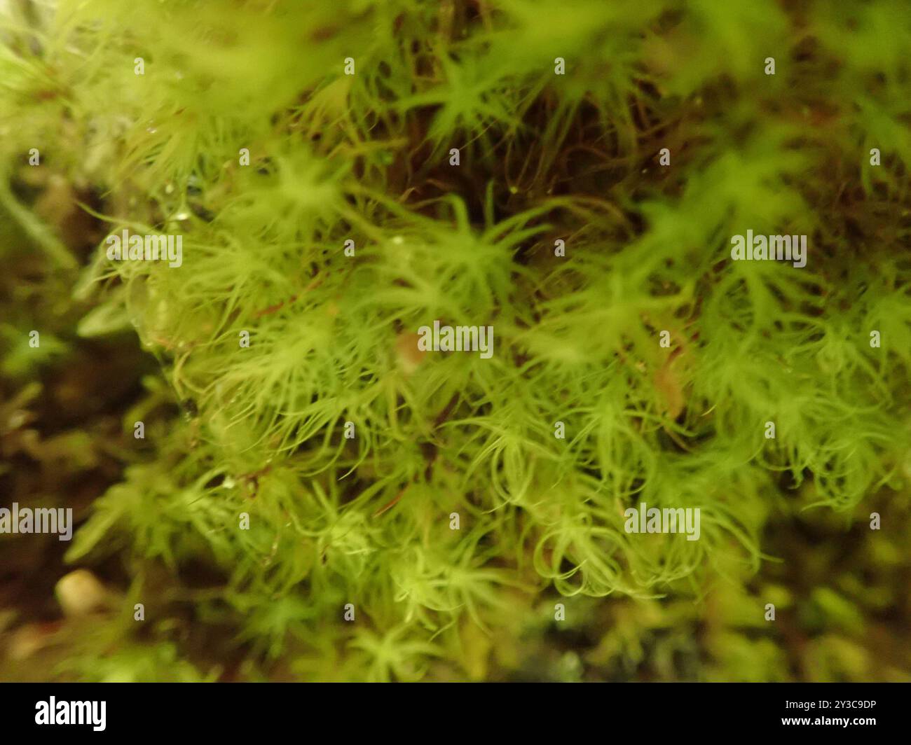 Common Apple-moss (Bartramia pomiformis) Plantae Stock Photo - Alamy