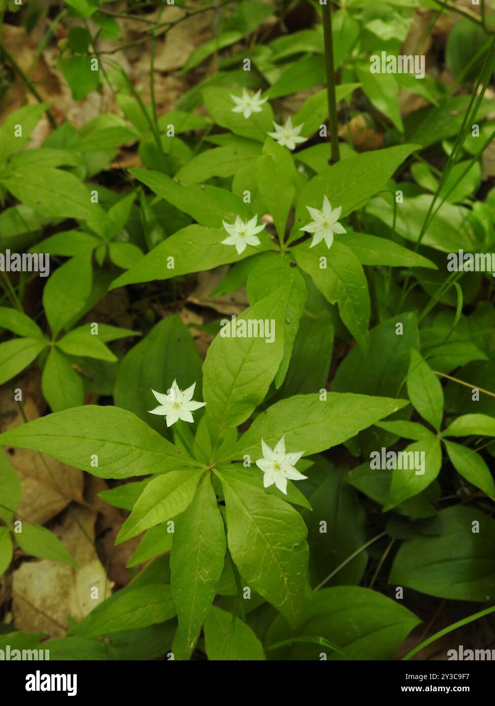 northern starflower (Lysimachia borealis) Plantae Stock Photo - Alamy