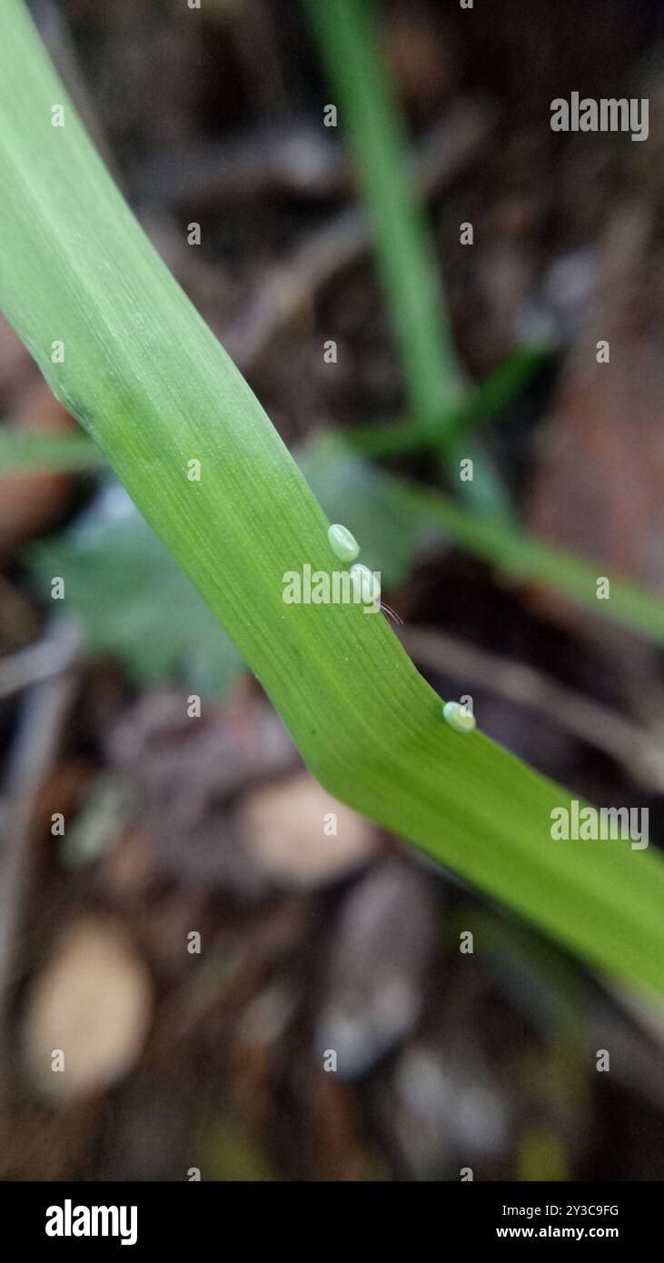 Red-lined Looper (Crypsiphona ocultaria) Insecta Stock Photo - Alamy
