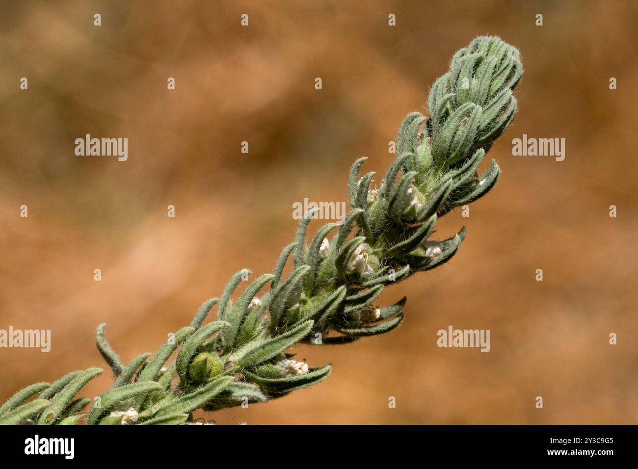dwarf germander (Teucrium depressum) Plantae Stock Photo - Alamy