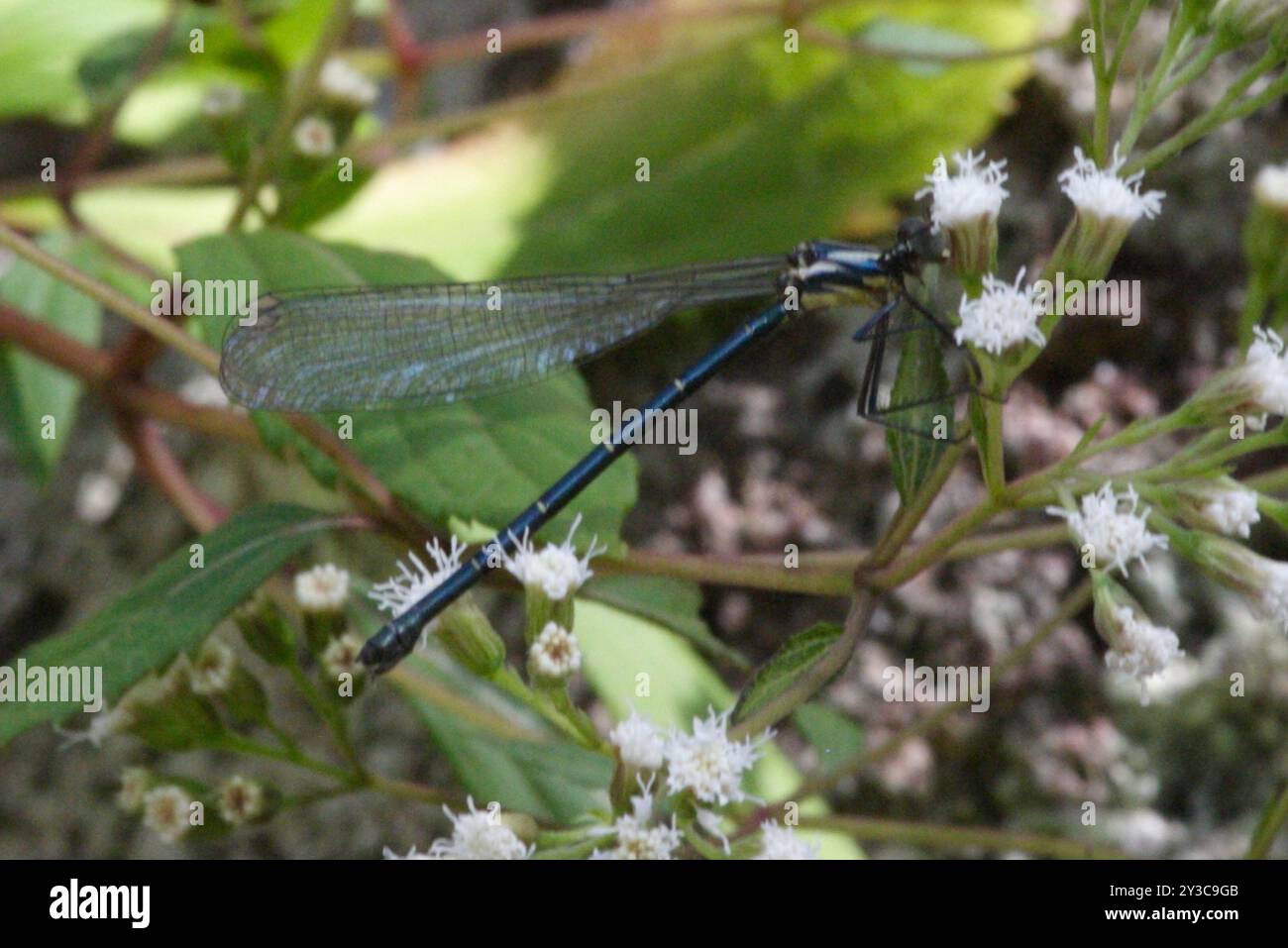 Common Flatwing (Austroargiolestes icteromelas) Insecta Stock Photo - Alamy