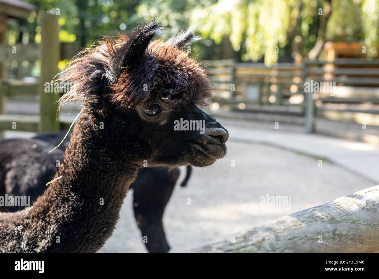 Two playful llamas interacting at a vibrant forested zoo in the ...