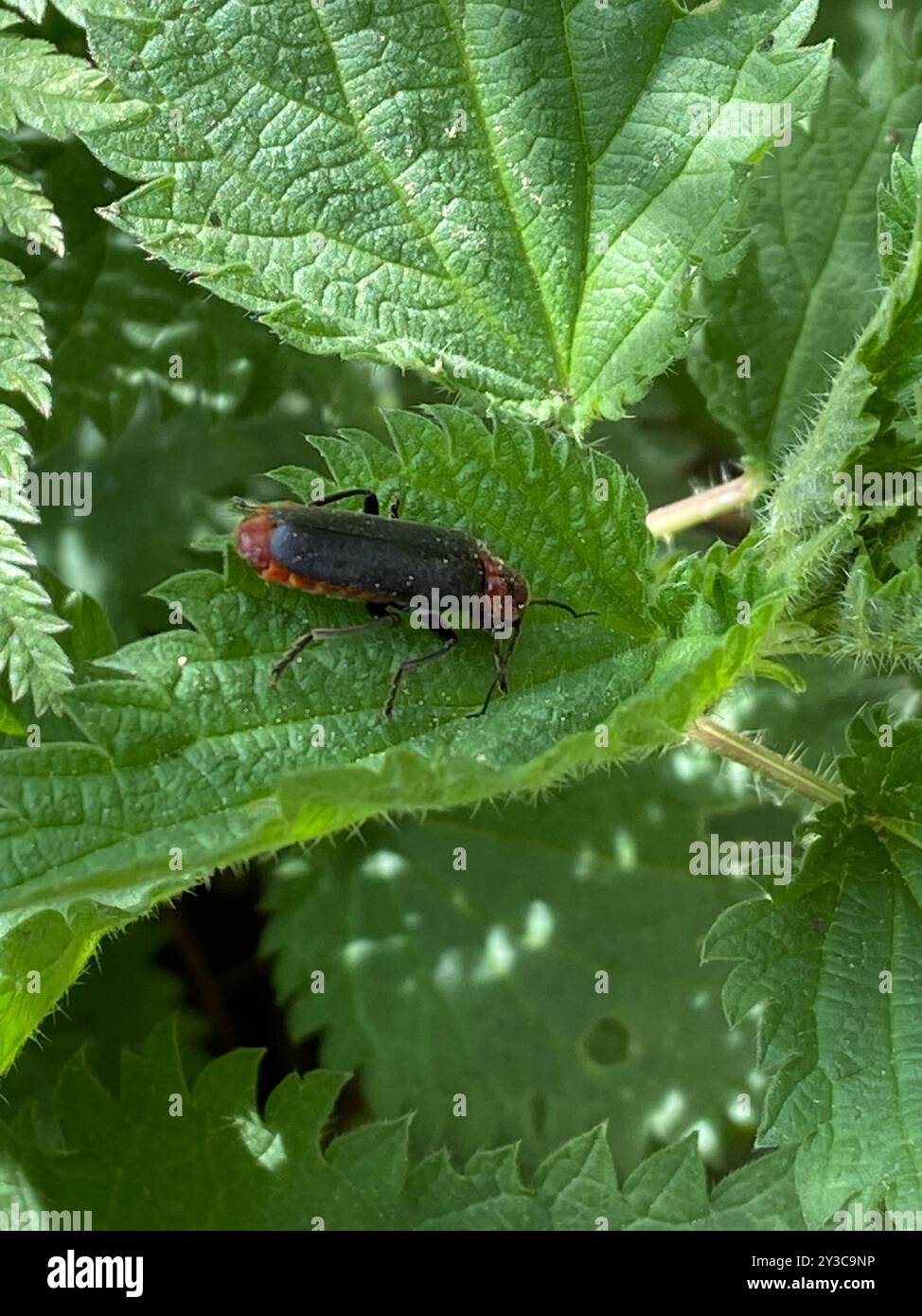 Rustic Sailor Beetle (Cantharis rustica) Insecta Stock Photo - Alamy