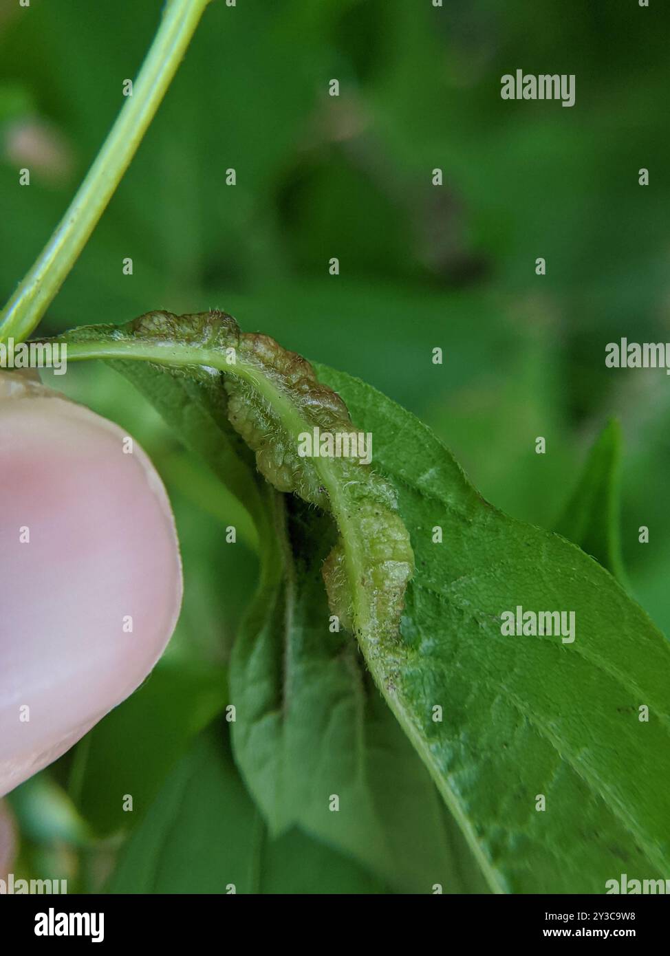 box elder gall midge (Contarinia negundinis) Insecta Stock Photo - Alamy