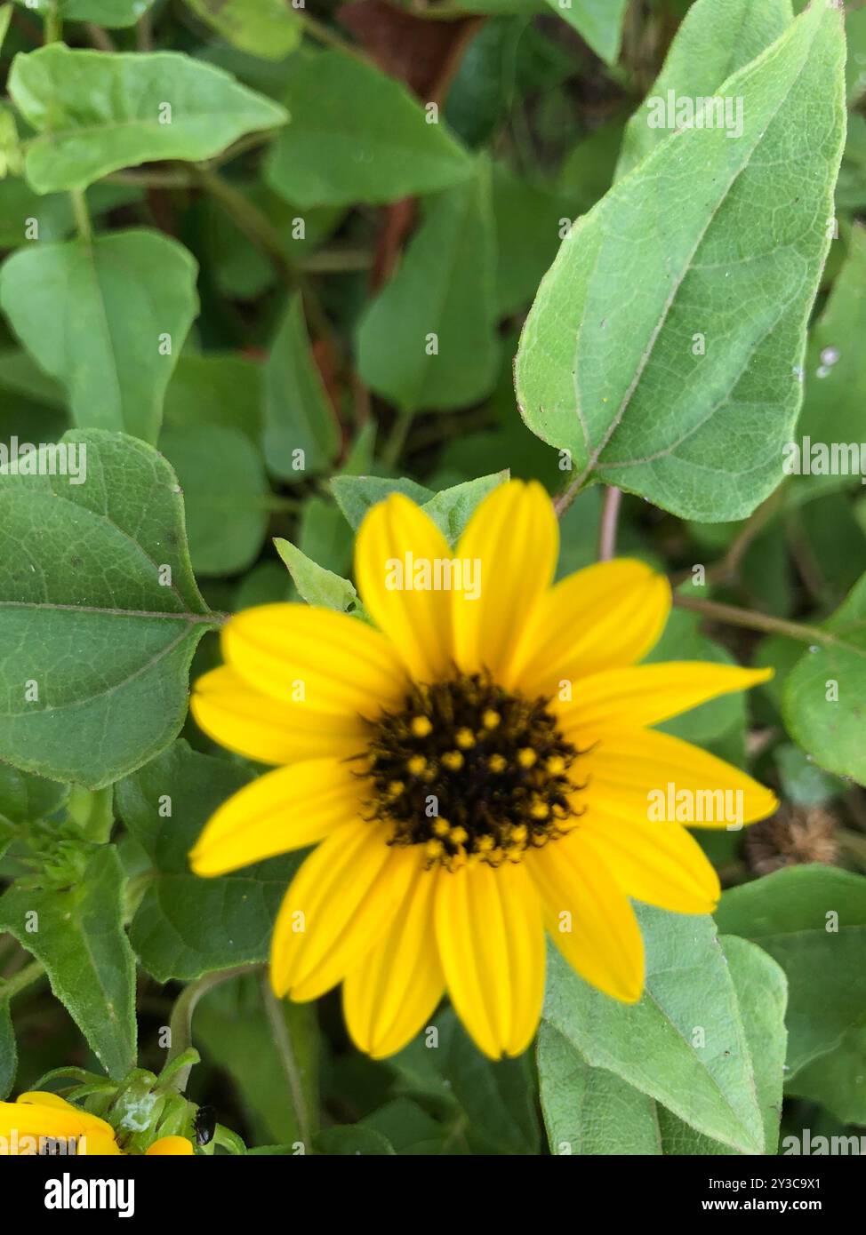 (Helianthus debilis tardiflorus) Plantae Stock Photo - Alamy