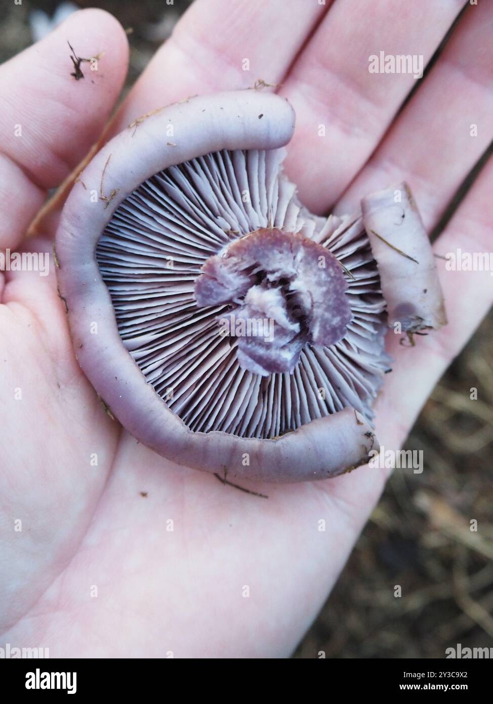 Blewit (Collybia nuda) Fungi Stock Photo - Alamy