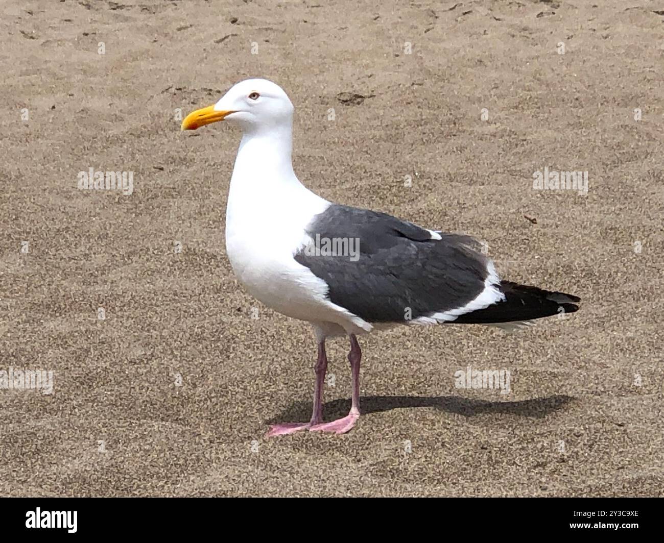 Western Gull (Larus occidentalis) Aves Stock Photo - Alamy