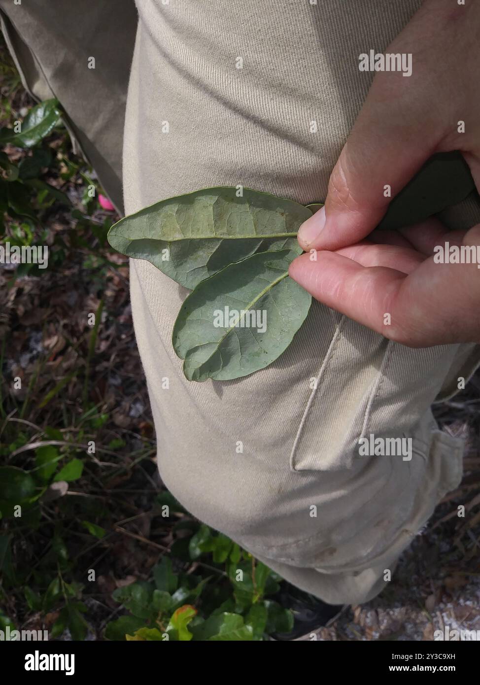 Chapman's Oak (Quercus chapmanii) Plantae Stock Photo - Alamy