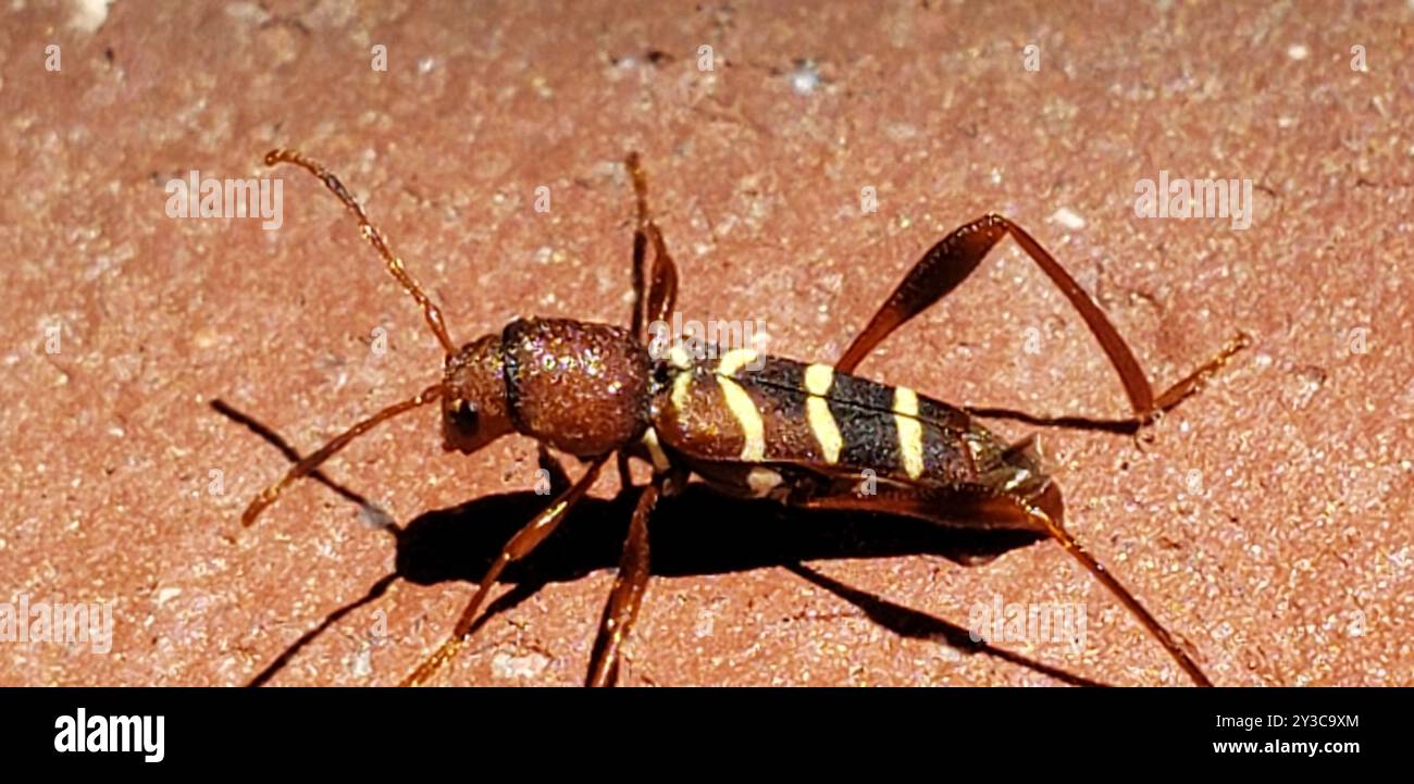Red-headed Ash Borer (Neoclytus acuminatus) Insecta Stock Photo - Alamy