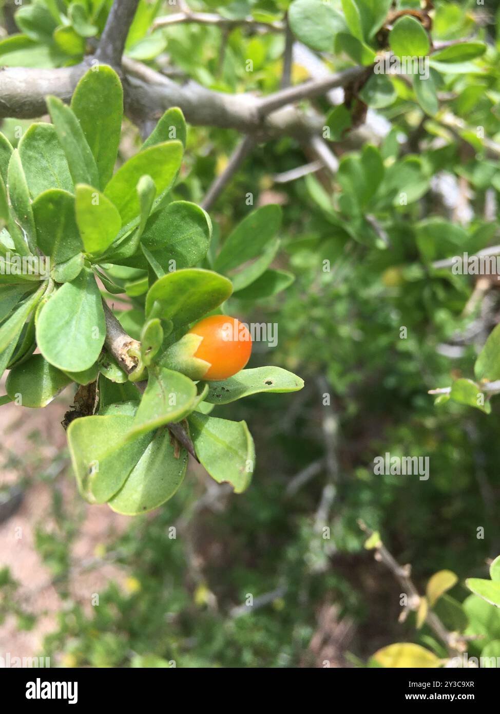 African boxthorn (Lycium ferocissimum) Plantae Stock Photo - Alamy