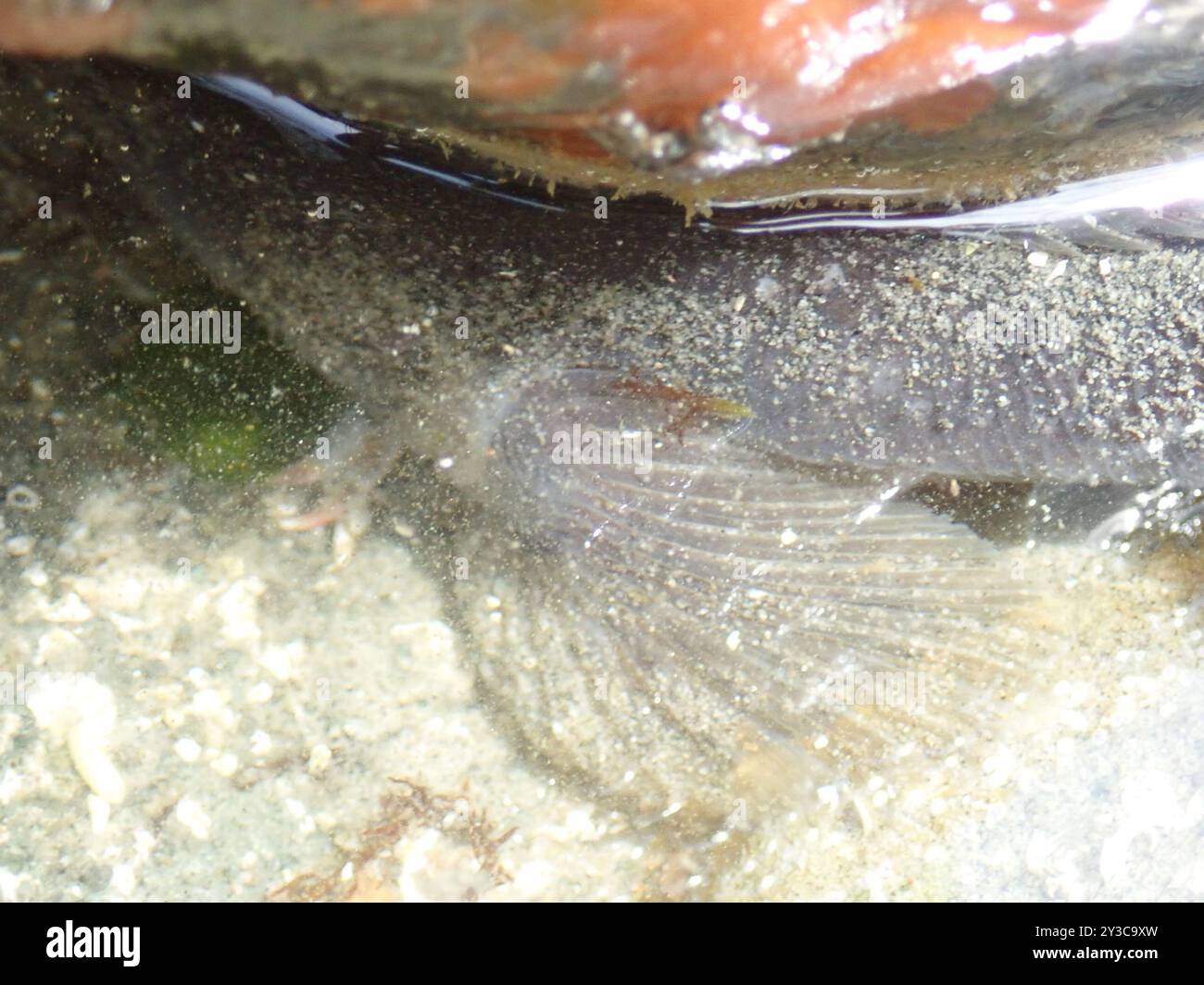 Plainfin Midshipman (Porichthys notatus) Actinopterygii Stock Photo - Alamy