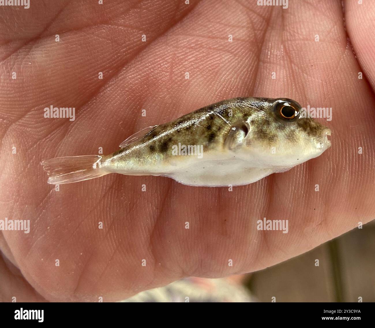 Least Puffer (Sphoeroides parvus) Actinopterygii Stock Photo - Alamy