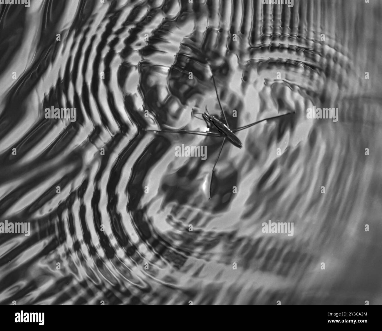 Insects north Black and White Stock Photos & Images - Alamy