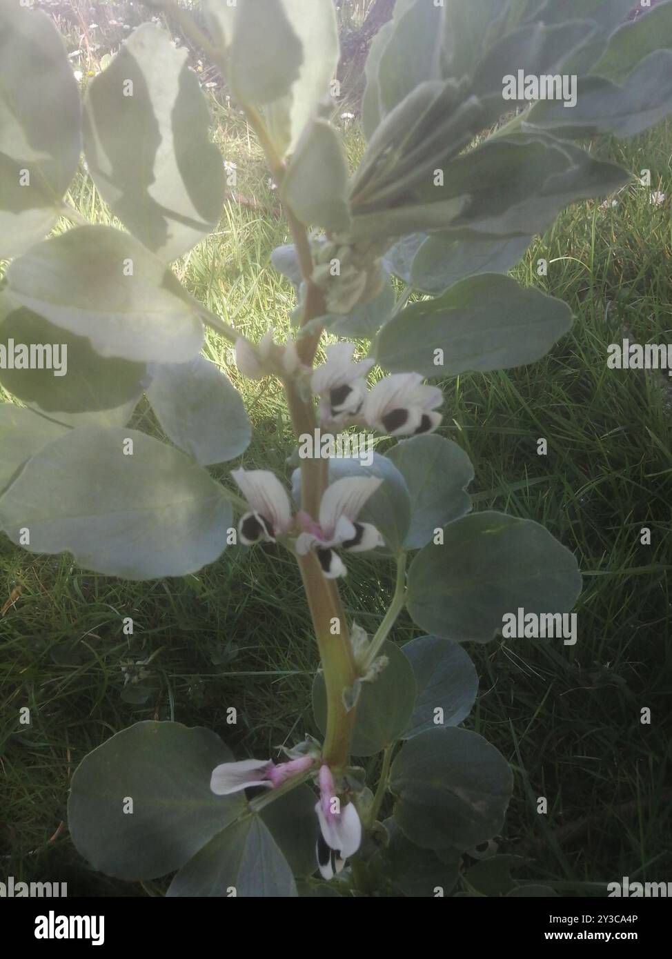 fava bean (Vicia faba) Plantae Stock Photo - Alamy