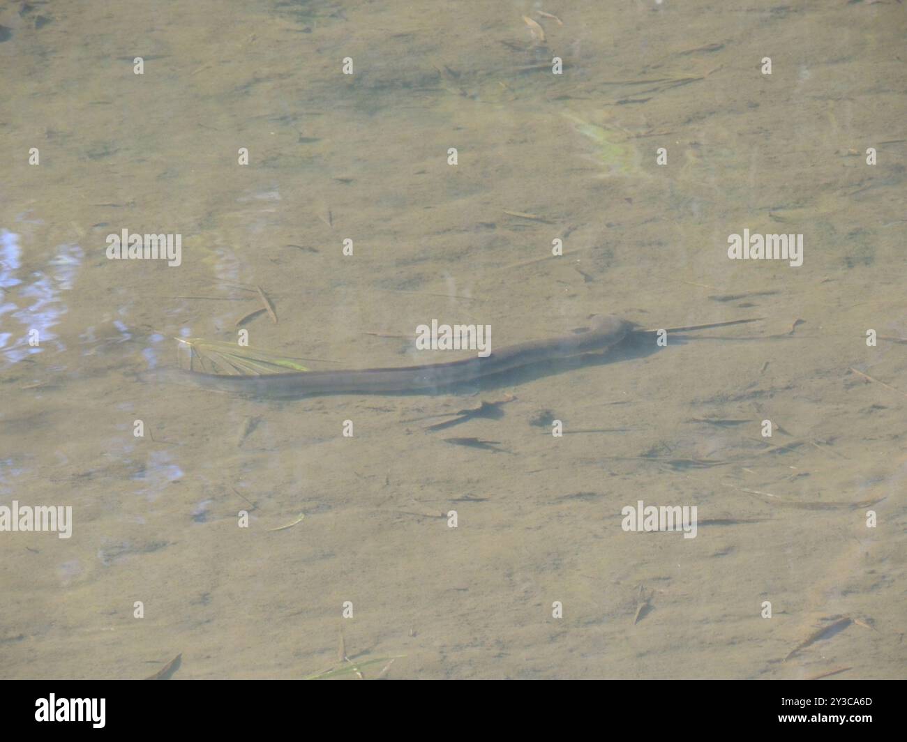 Short-finned Eel (Anguilla australis) Actinopterygii Stock Photo - Alamy