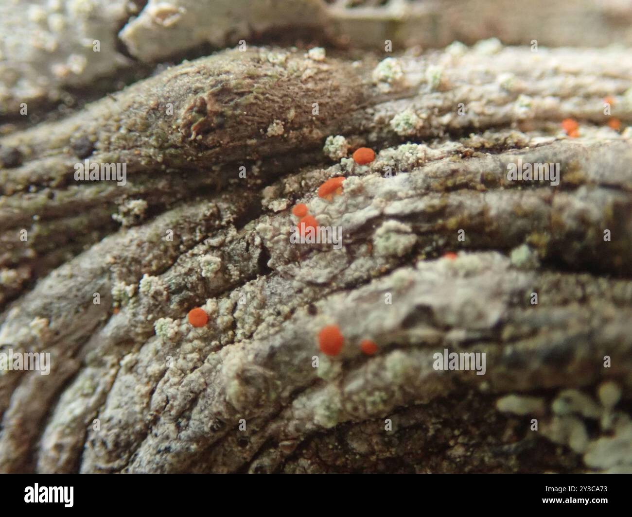 Northern Crimson Dot Lichen (Ramboldia cinnabarina) Fungi Stock Photo ...