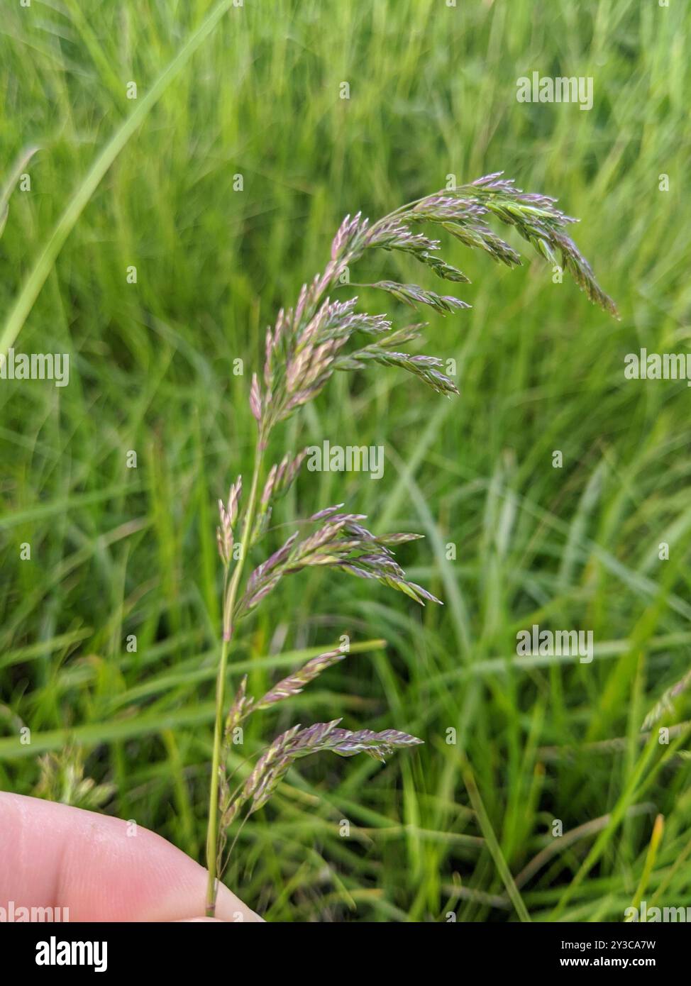grasses (Poaceae) Plantae Stock Photo - Alamy