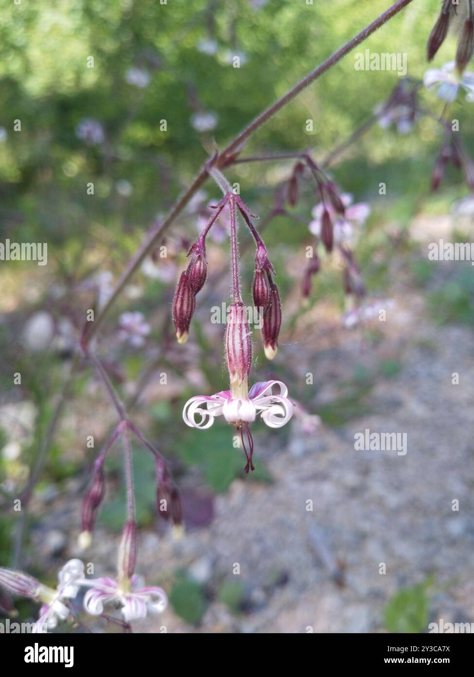 Nottingham Catchfly (Silene nutans) Plantae Stock Photo - Alamy