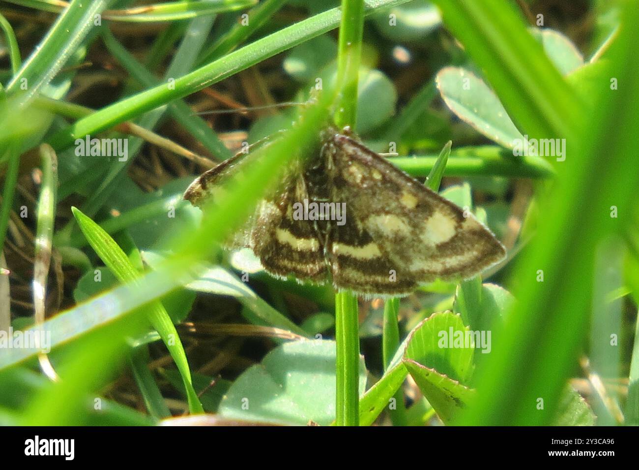 Common Crimson-and-gold Moth (Pyrausta purpuralis) Insecta Stock Photo ...