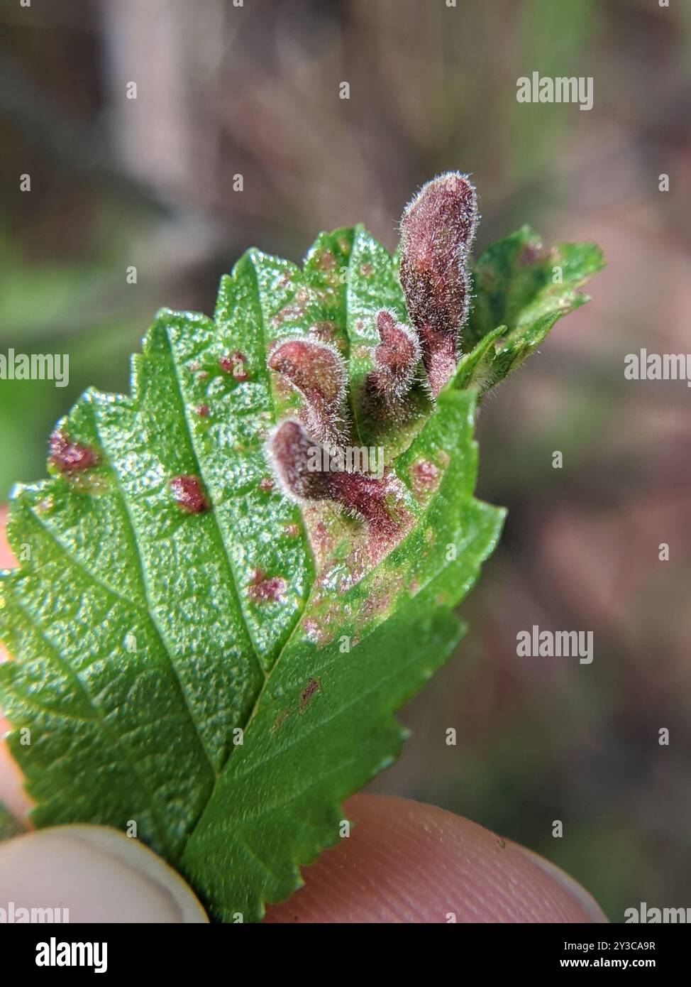 Rice Root Aphid (Tetraneura akinire) Insecta Stock Photo - Alamy
