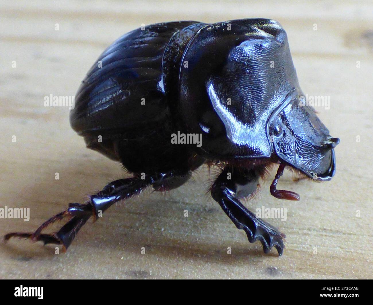 Carolina Dung Beetle (Dichotomius carolinus) Insecta Stock Photo - Alamy