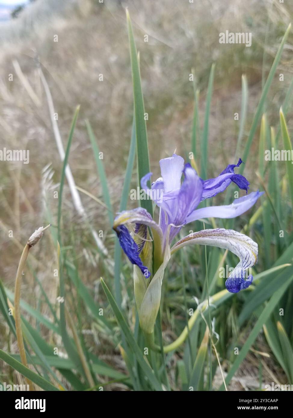 western blue flag (Iris missouriensis) Plantae Stock Photo - Alamy