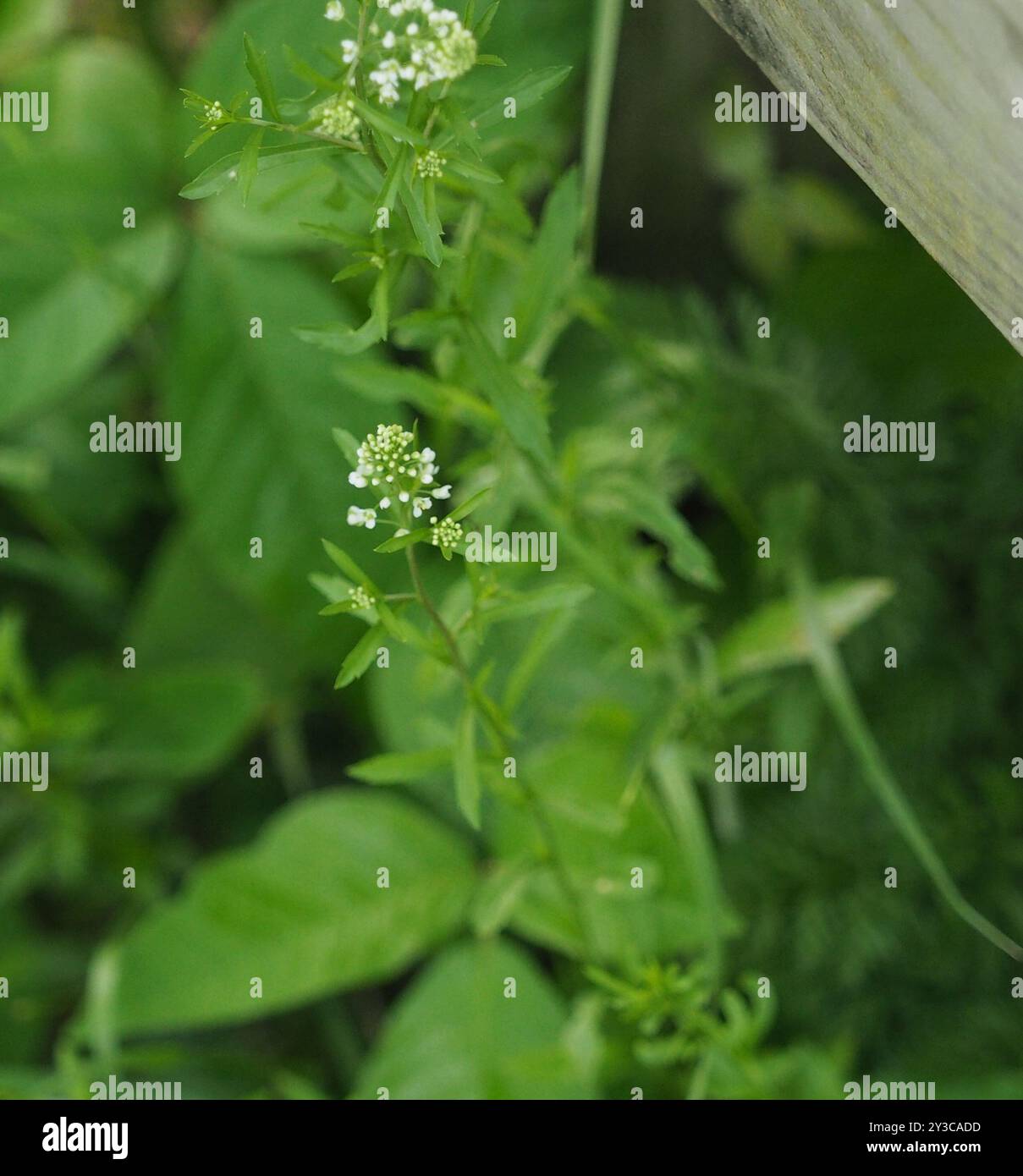 Virginia pepperweed (Lepidium virginicum) Plantae Stock Photo - Alamy