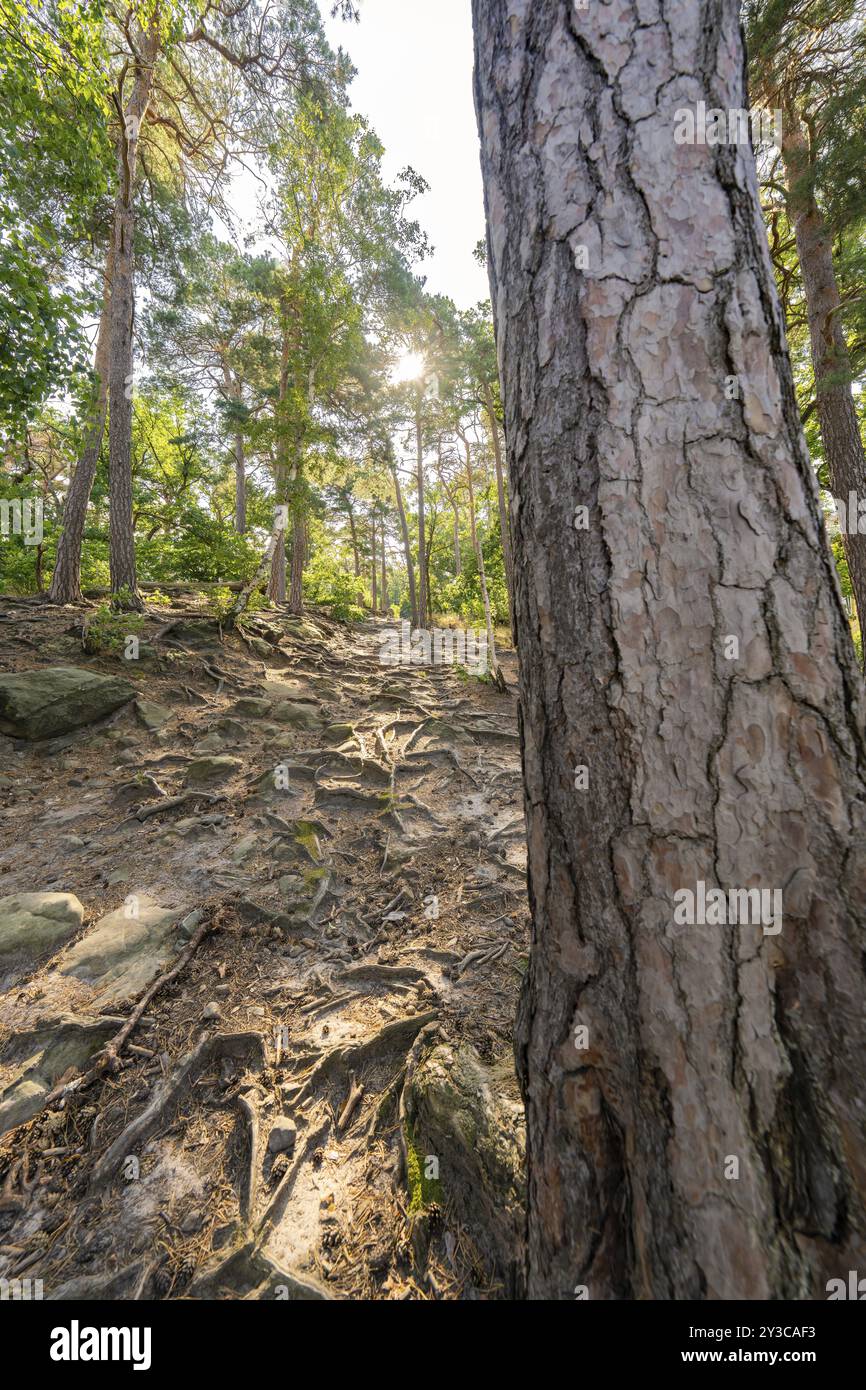 Wooded path visible tree hi-res stock photography and images - Alamy