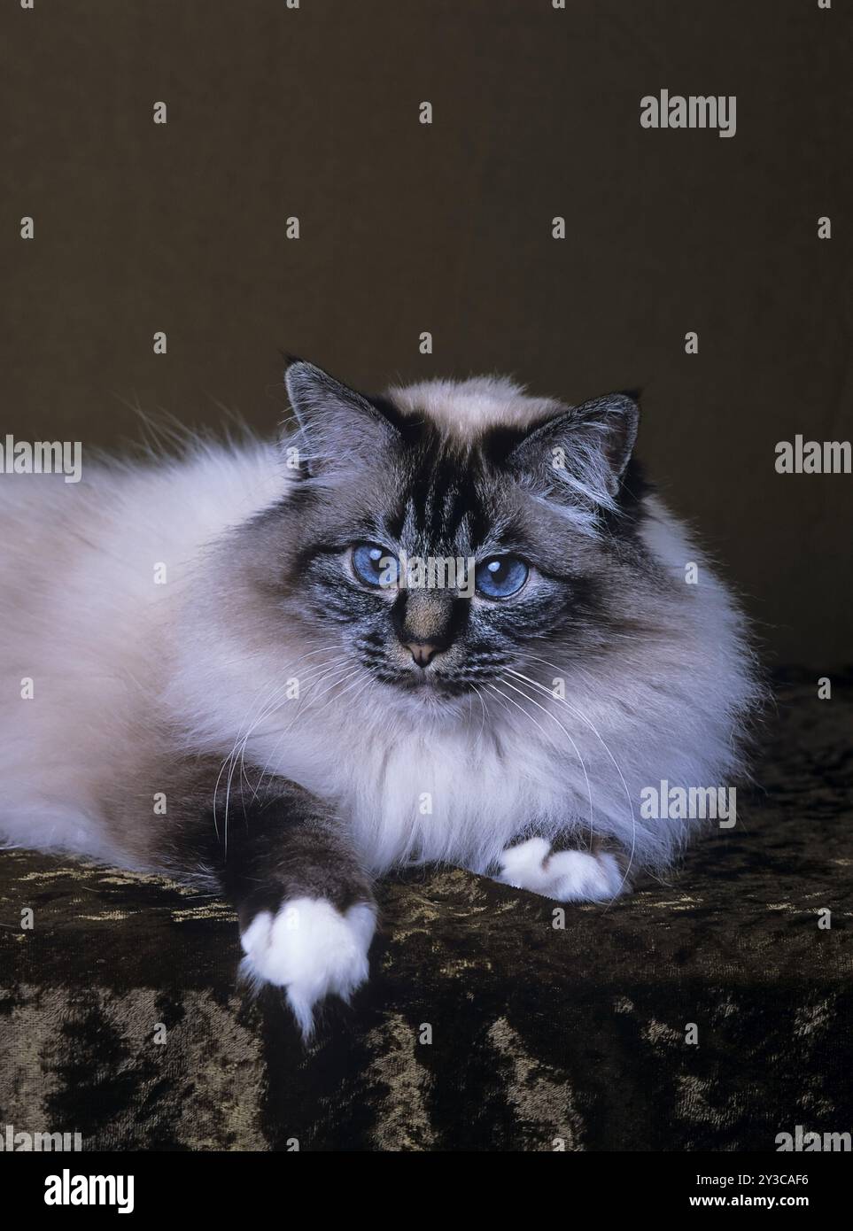 Holy Birman cat, female, 5 years, cat, soul-tabby-point Stock Photo - Alamy
