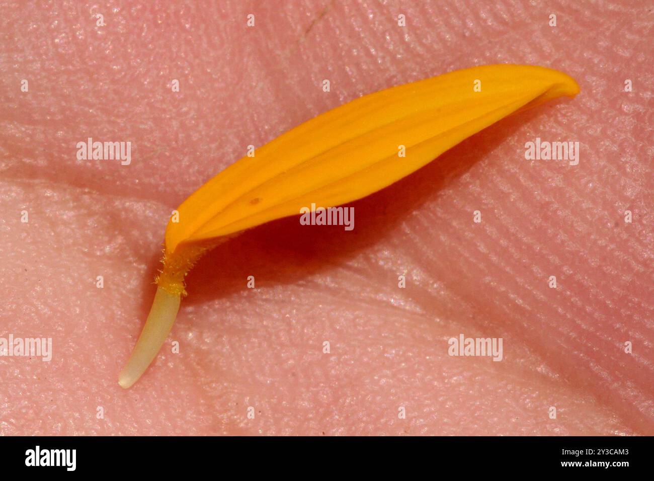 Skeletonleaf Goldeneye (Sidneya tenuifolia) Plantae Stock Photo - Alamy